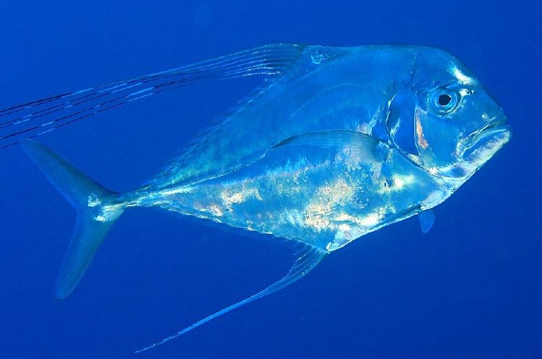 African Pompano