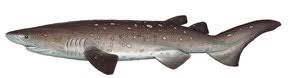 Learn about the Bramble Shark